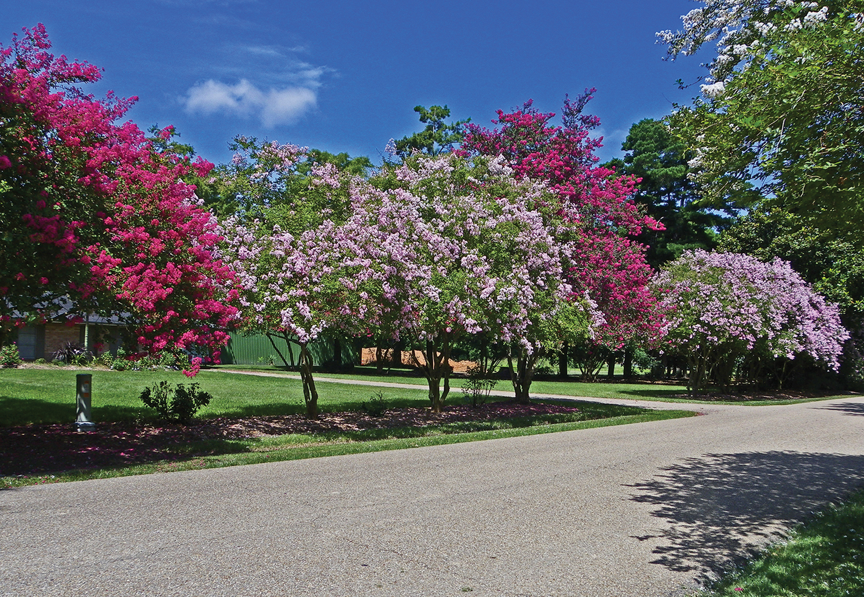 Crepe Myrtle Trees: A Tree For All Seasons - Grit
